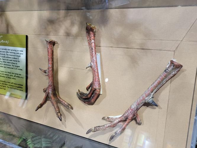 Gallery: The NWTF's Winchester Museum | North Augusta, CSRA News ...