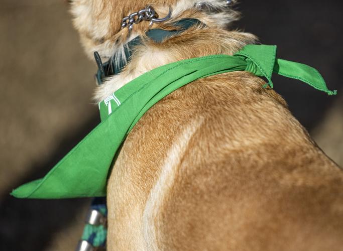 Photos: DockDogs makes a splash at SEWE