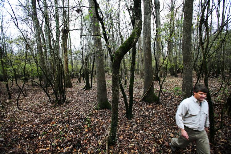 Wee Tee State Forest