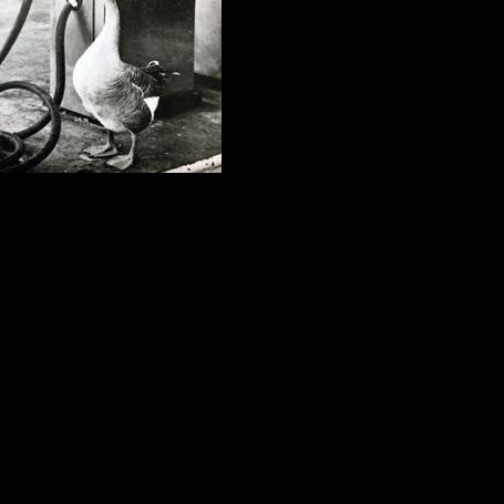 The mad goose of IOP