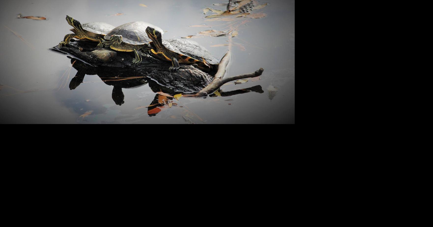 Reader photos: Thanks for the "Turtles," now let's see your best ...