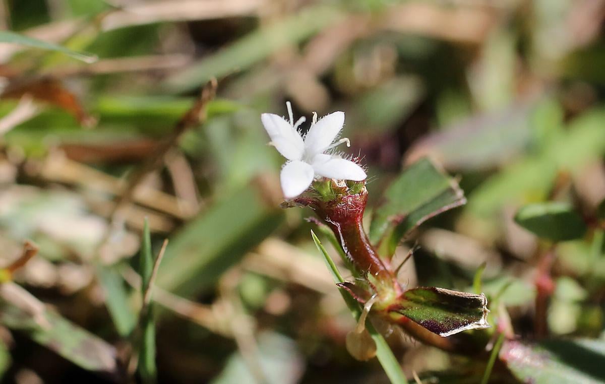 Lowcountry garden experts offer advice on combatting pervasive Virginia ...