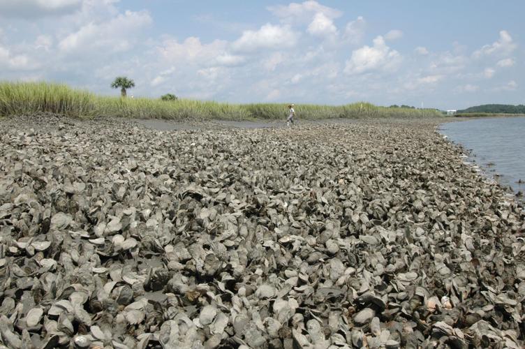 South Carolina shellfish season begins
