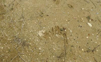 1st Cape Cod bear captures residents imaginations | Archives ...