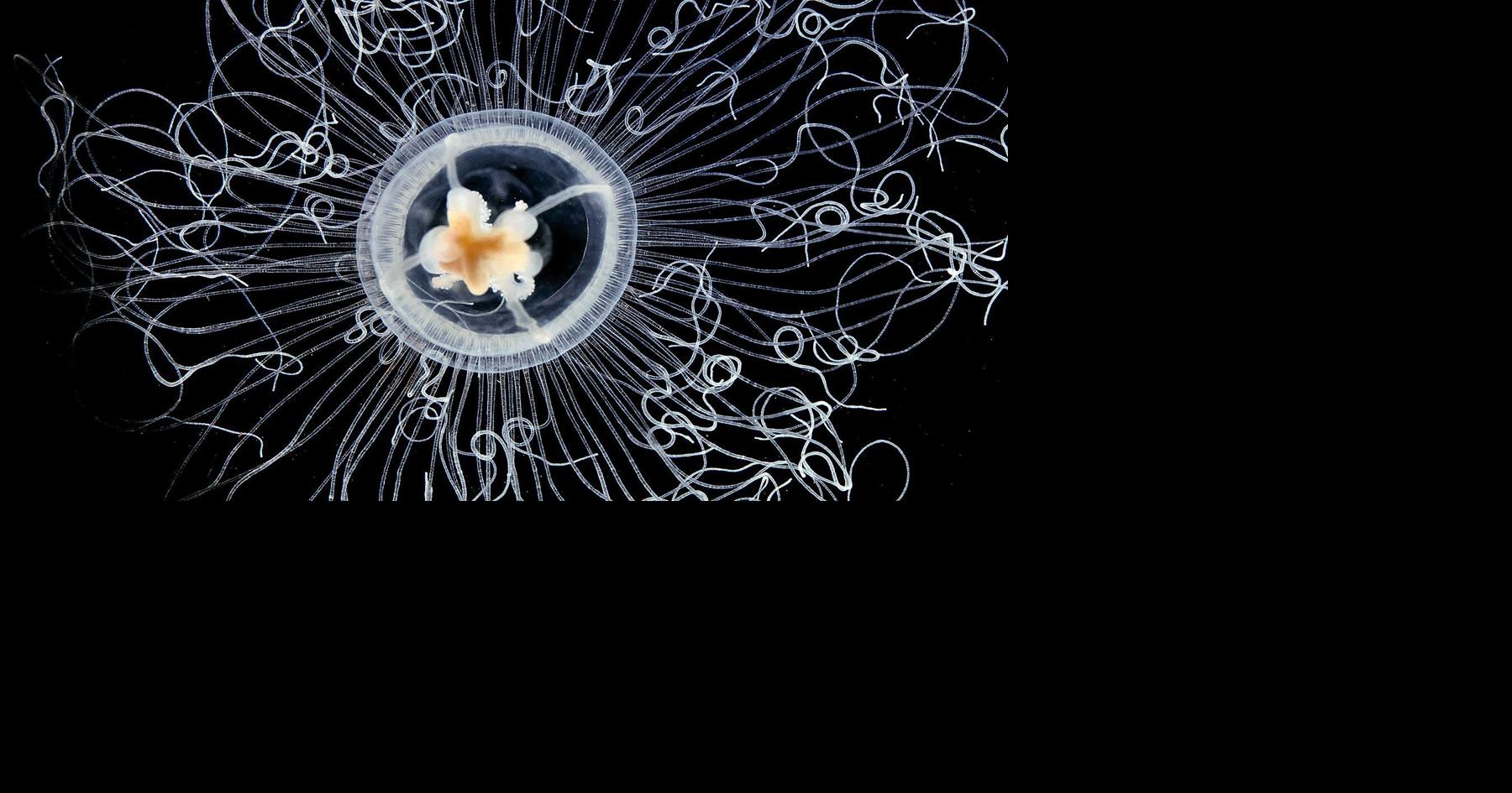 microscopic ocean organisms