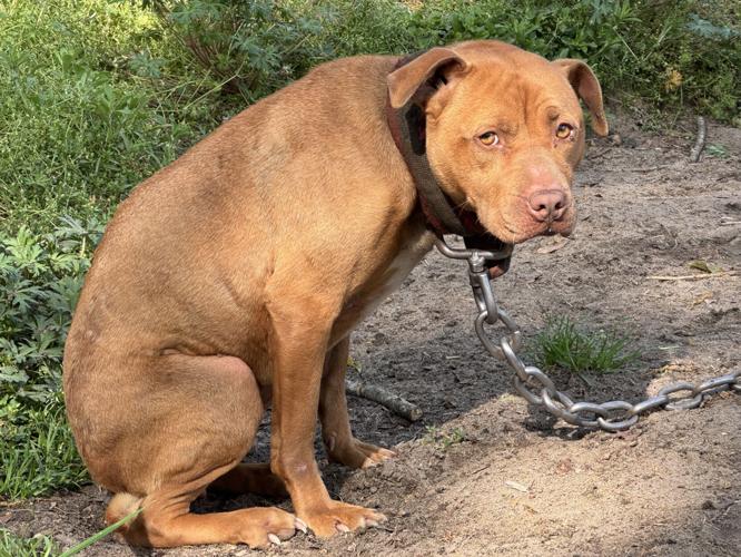 160 dogs rescued from SC dog fighting ring