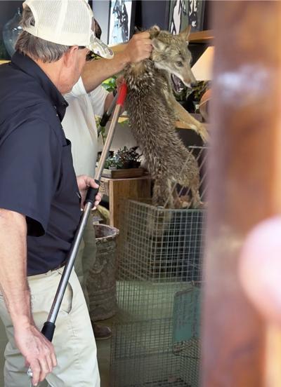Coyote wanders inside store on Sullivan’s Island