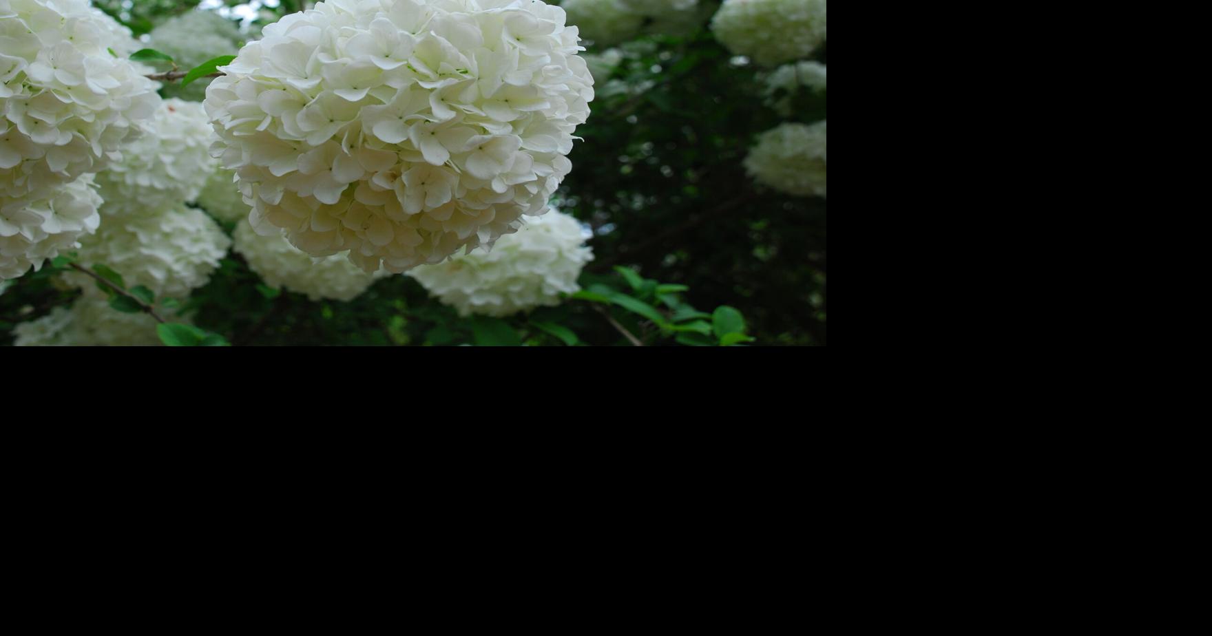 difference between viburnum and hydrangea
