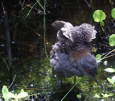 Birders aren't major threats to elusive eastern black rail, new lawsuit ...