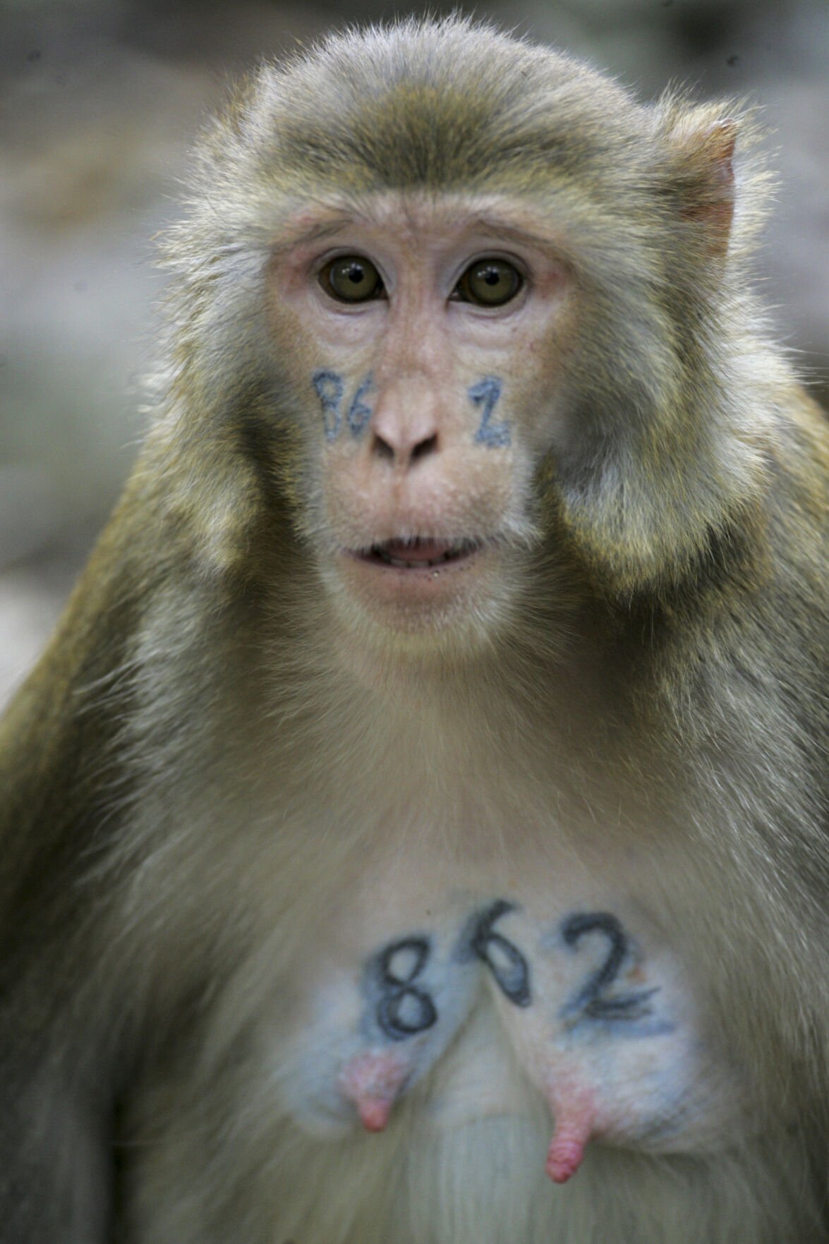SC Morgan Island houses rhesus monkeys used in research