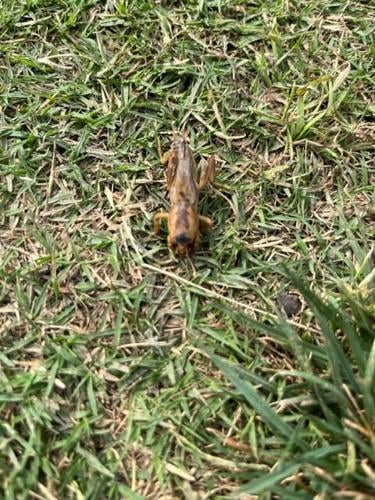 Horticulture Hotline: Beware of bed bugs