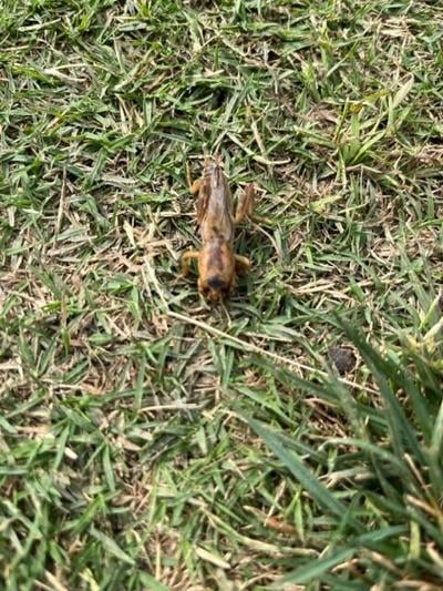 Horticulture Hotline: Beware of bed bugs