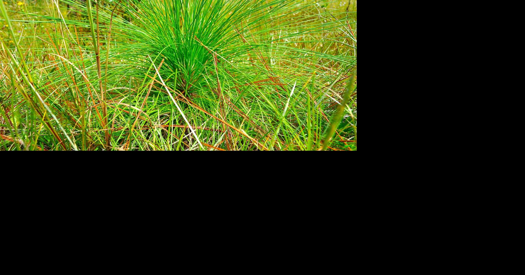 More trees could help soak up stormwater