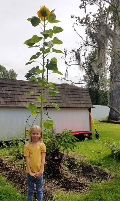 Little girl, giant sunflower | Community News | postandcourier.com