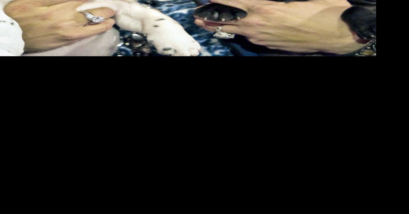 Labrador retrievers set new popularity record | News | postandcourier.com