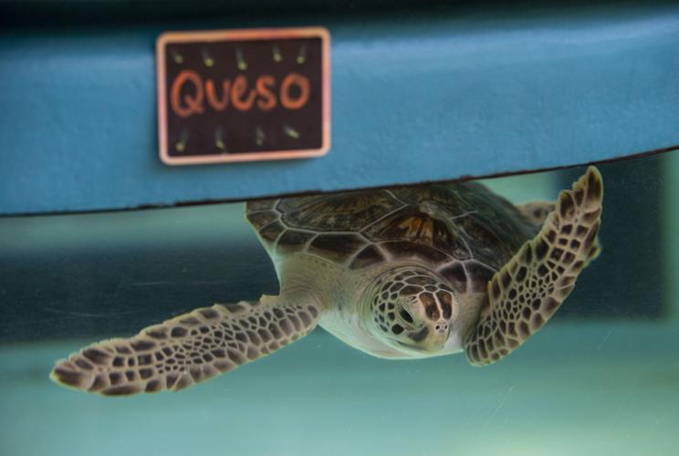 Doctor care: sea turtle hospital at SC Aquarium has rehabbed, released ...