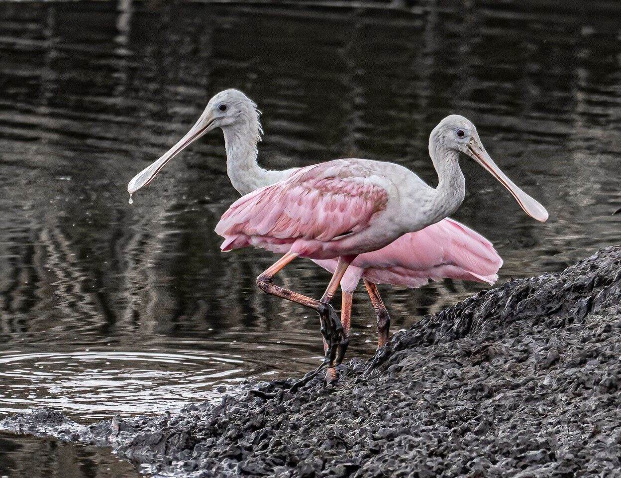 Reader photo pick of the week: Marsh birds