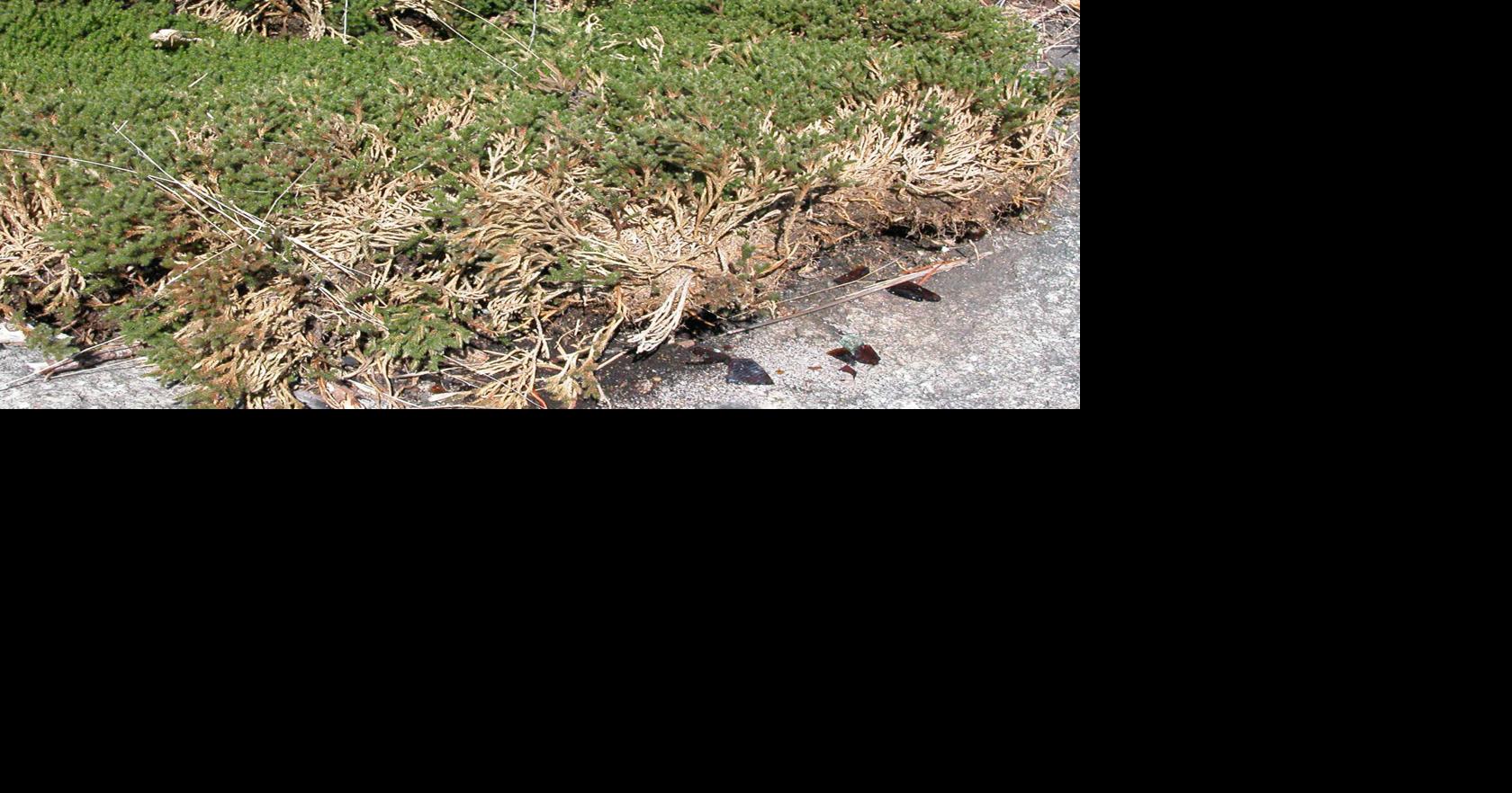 This patchy plant grows in inhospitable places | Community News ...