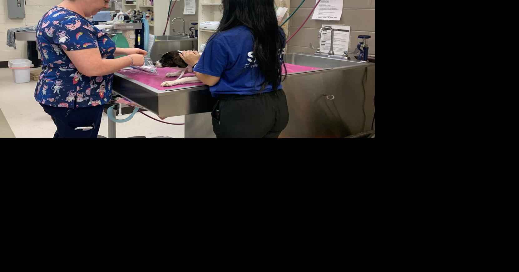 ANIMAL CONNECTION: SPCA staff and volunteers persevere during hard times