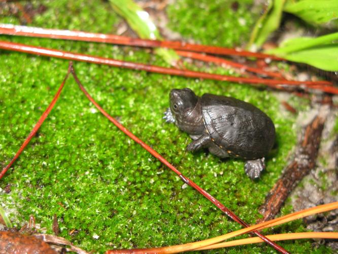 Once-common SC turtles that fell victim to wildlife trafficking gain ...
