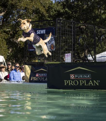 Photos: DockDogs makes a splash at SEWE