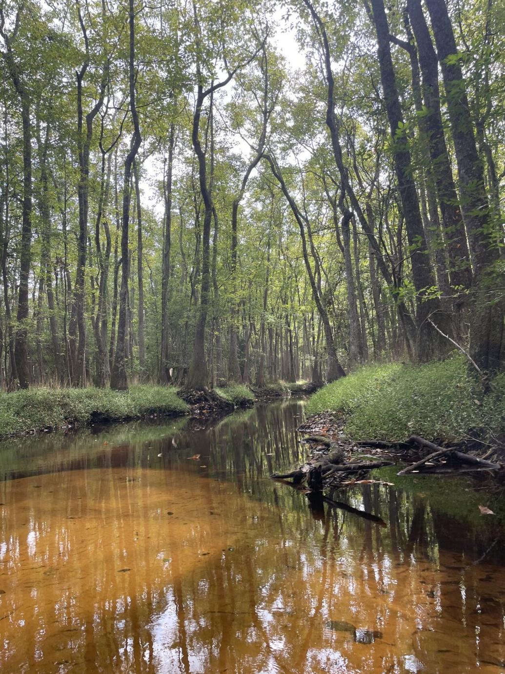 3 Sumter companies tied to PFAS chemicals. Watchdog may sue.