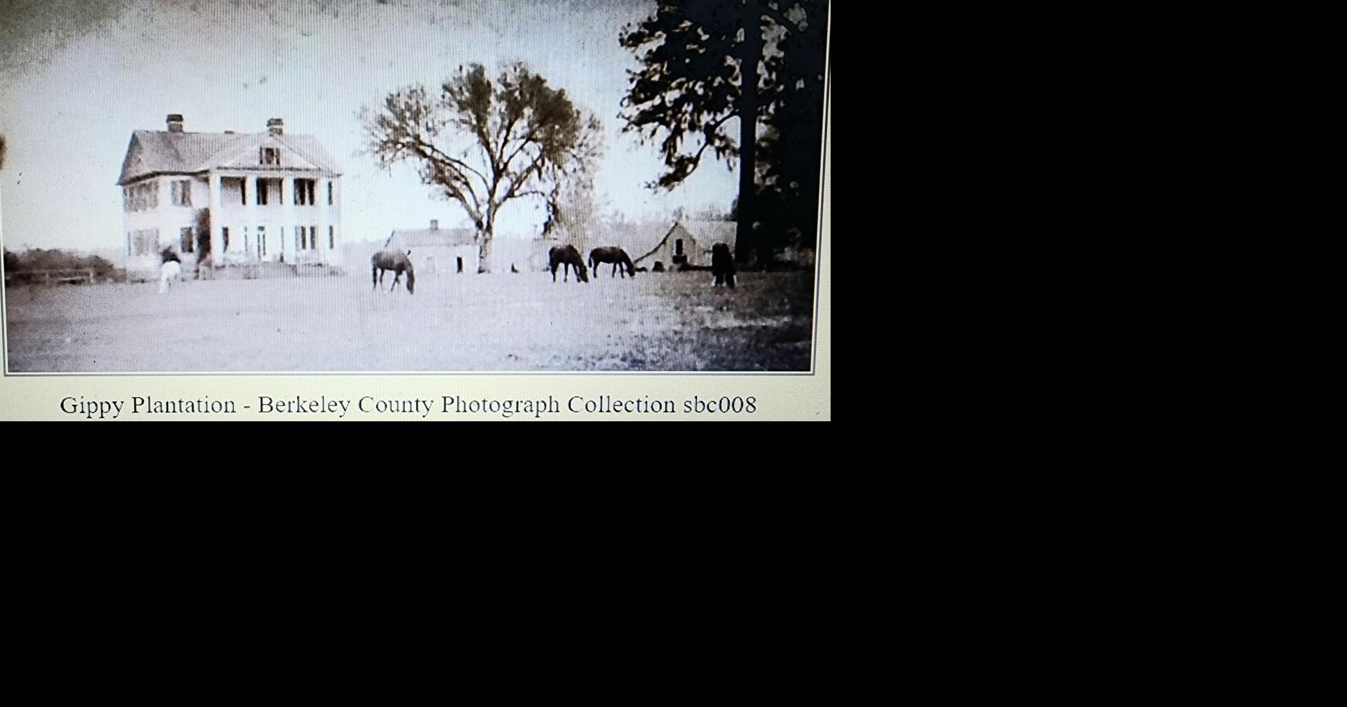 Nicholas G. Roosevelt and his Gippy Plantation cows