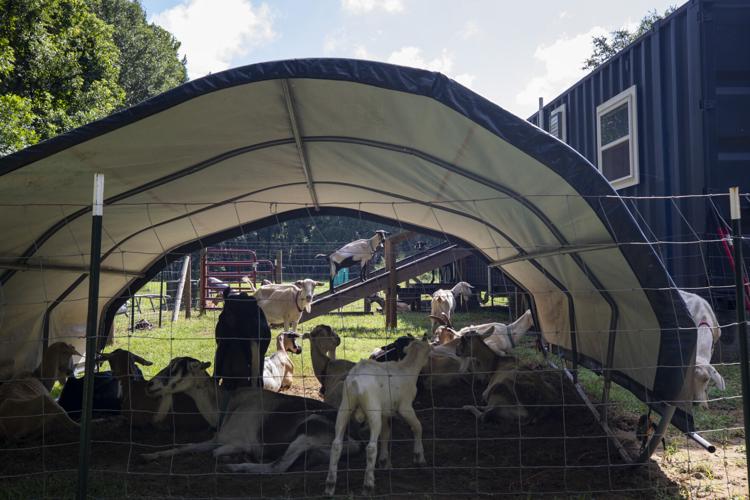 Photos: Farm animals kid around at The Goatery on Kiawah River