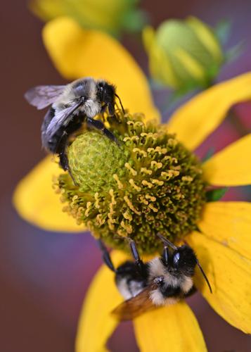 What is the Great Southeastern Pollinator Census?