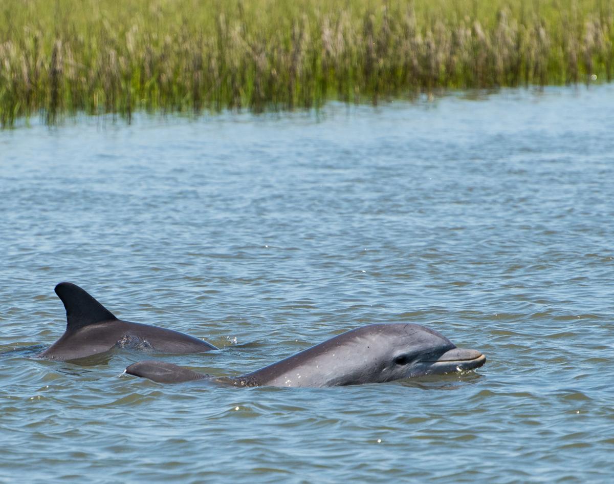 Reader photos: Dolphins | Your Photos | postandcourier.com