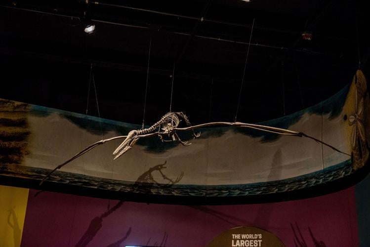 The Charleston Museum has an impressive fossil collection. These are ...