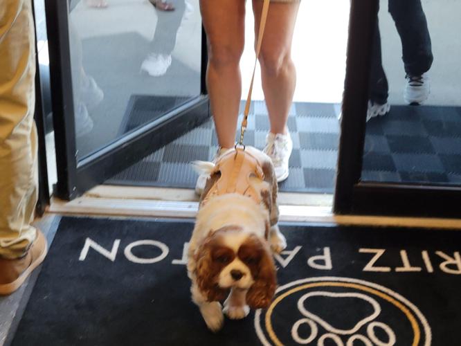 'Where dogs are royalty': Ritz Pawton opens in North Augusta