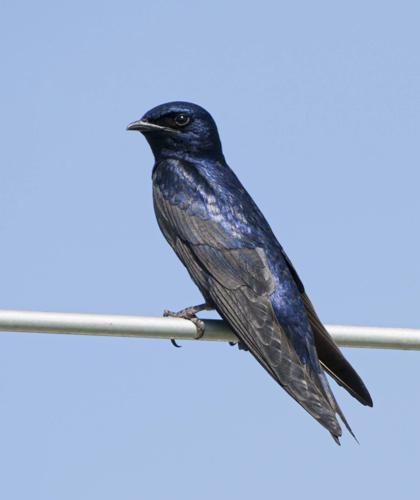 First purple martins of the season spotted in Hanahan