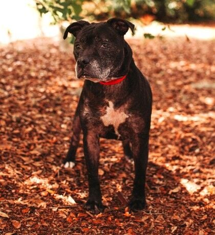 Dog of the Week
