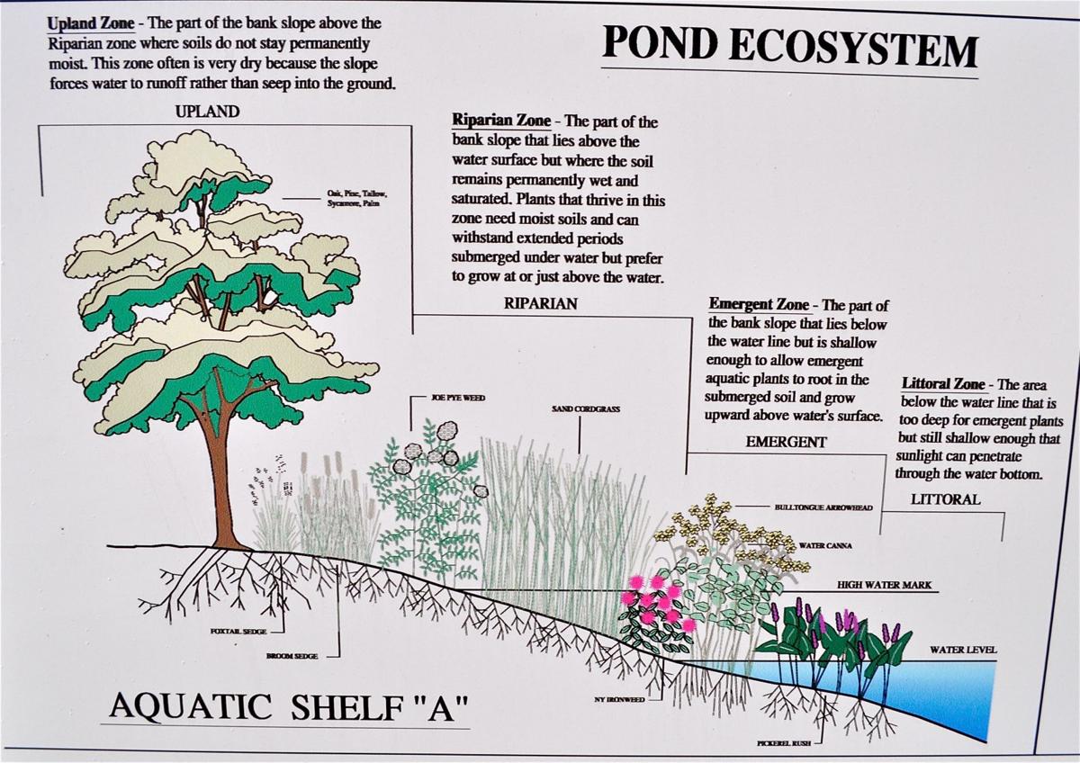 Experts devising ways to make stormwater ponds more natural, functional ...
