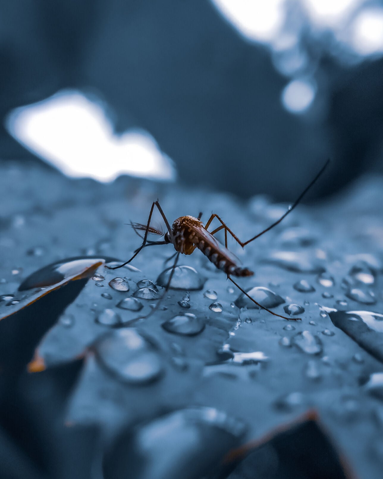 Bug out: Keep pests out of your home this spring and summer