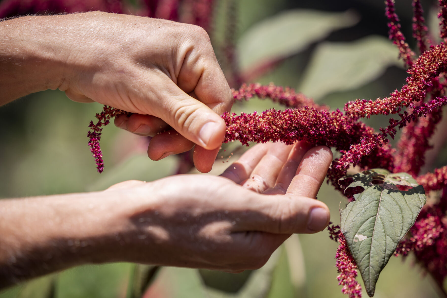 Charleston landscaper designs edible gardens