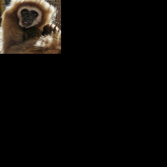 World's oldest gibbon passes away at IPPL in Summerville