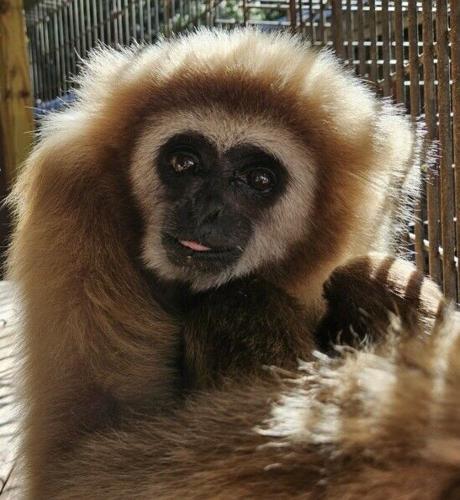 gibbon face