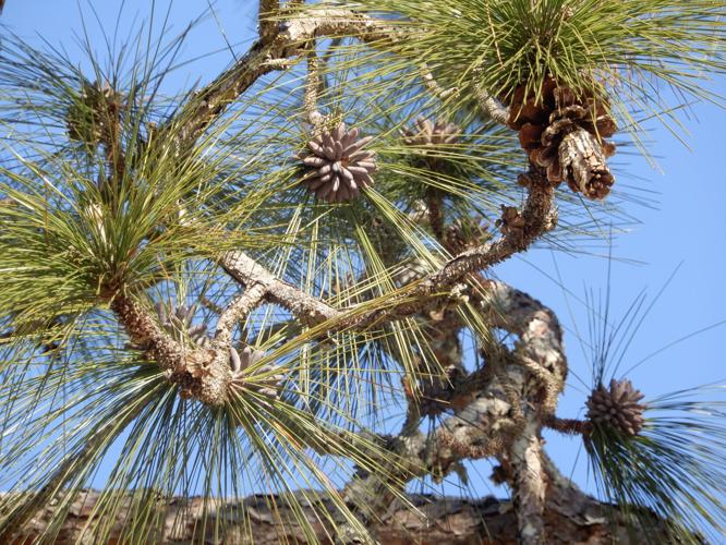 Mystery plant: Longleaf pine