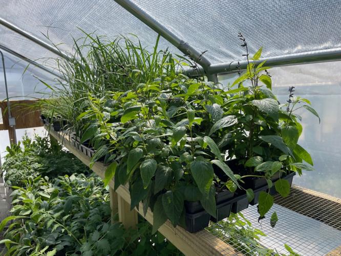 Eat the Leaf herb farm in Roebuck serves up healthy foods
