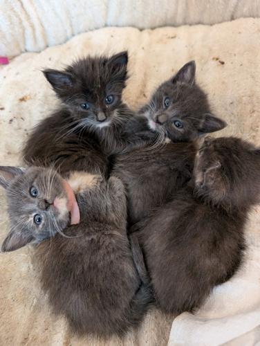 SPCA Albrecht Center offers tips for adopting a dog