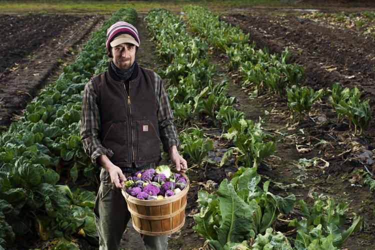 cauliflower blooming