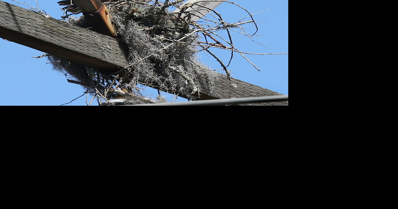 SCE&G to let osprey rebuild nest on utility pole in Mount Pleasant