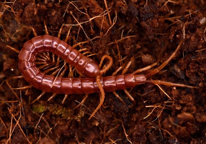 centipede bite