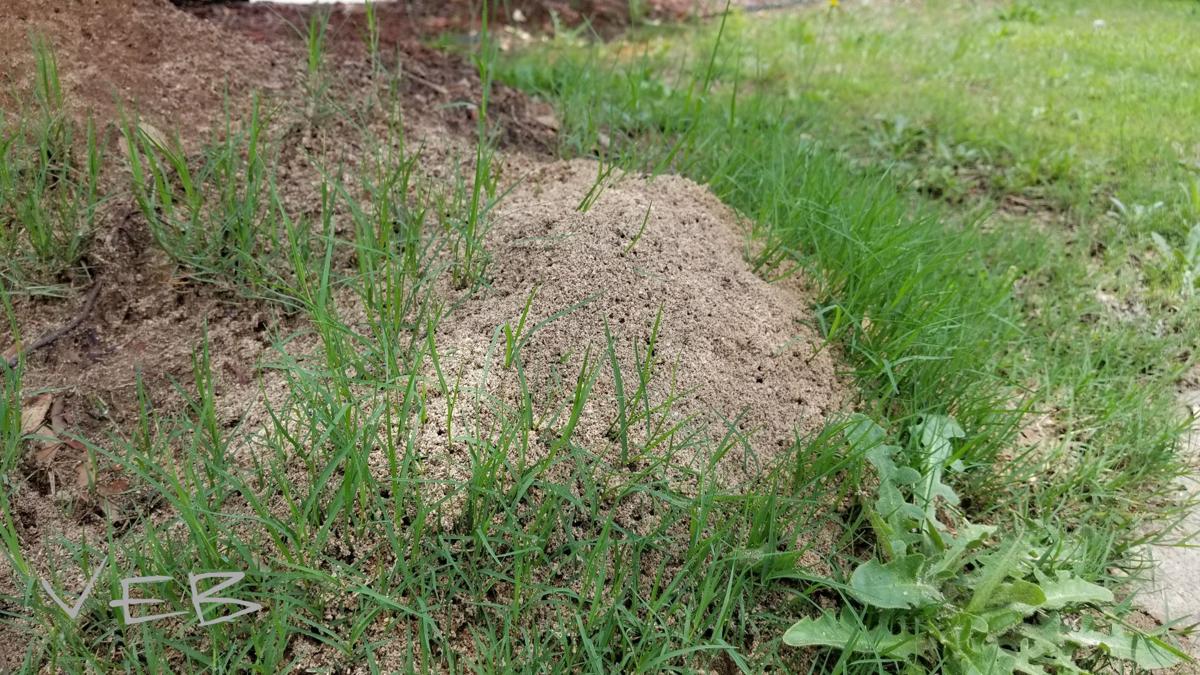 How to take down fire ants effectively and safely | Features ...