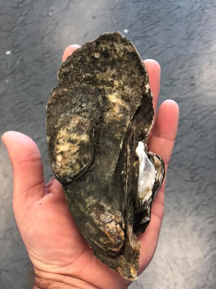 South Carolina shellfish season begins