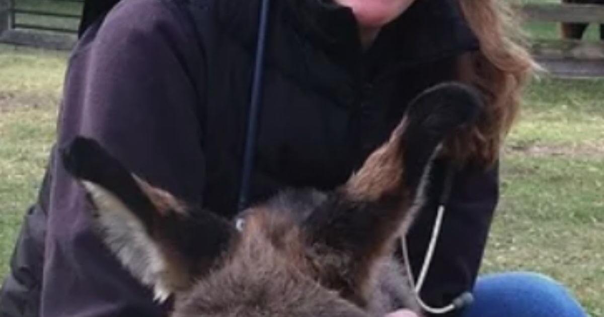 SPCA Albrecht Center offers tips for adopting a dog