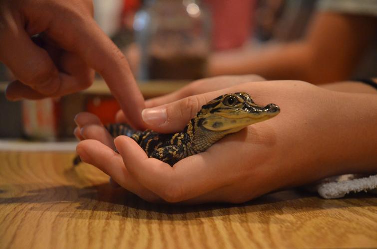 Kids, critters meet at SREL Touch an Animal Day