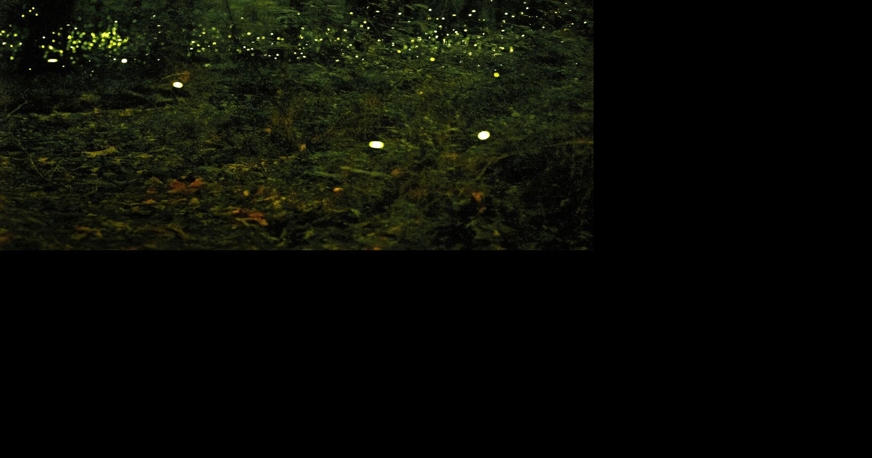 Lottery opens soon for chance to see firefly show at Congaree National Park